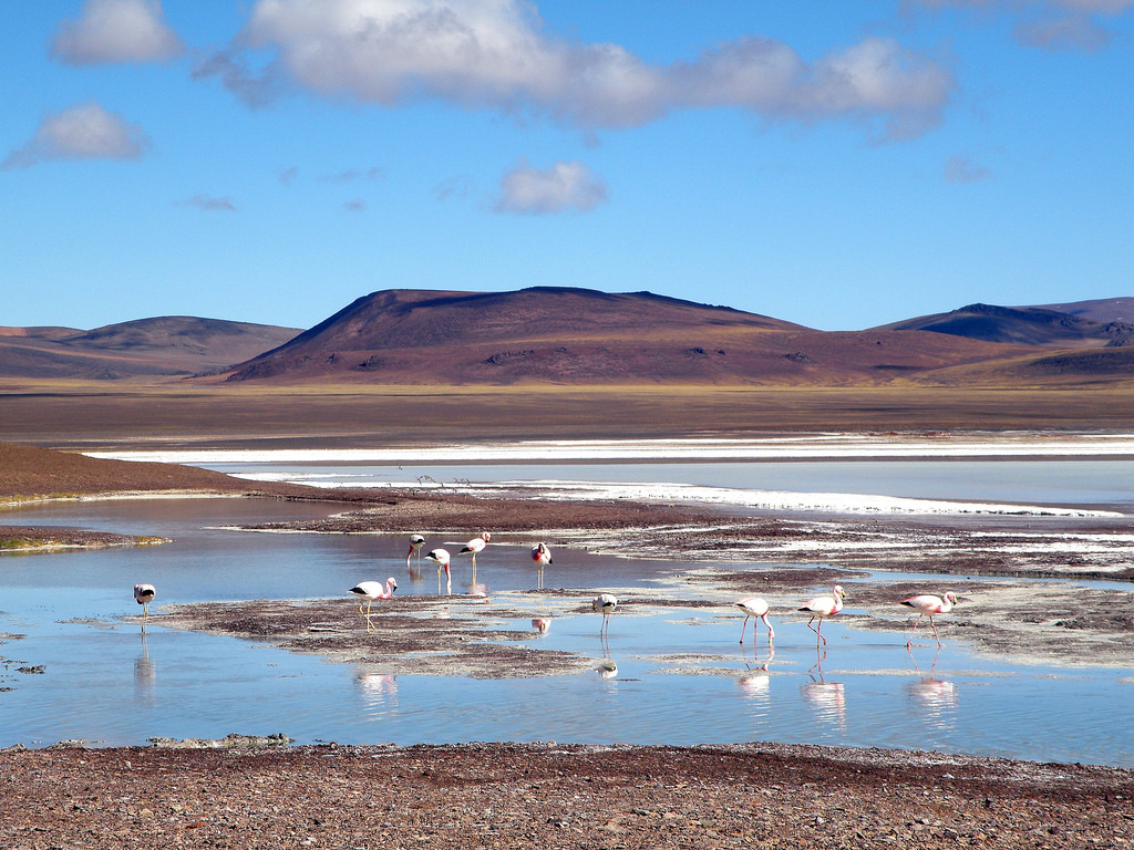 Reserva Laguna Brava La Rioja Turismo Argentina